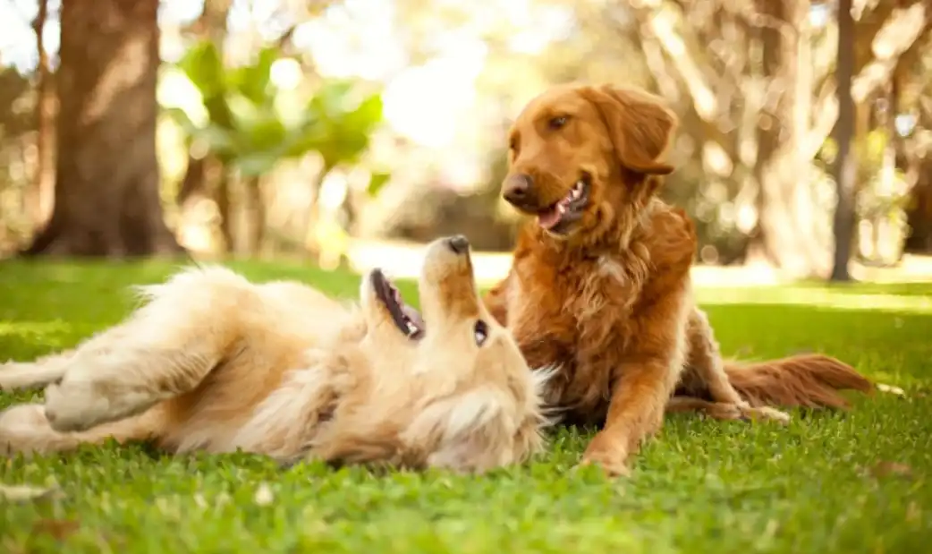 Do Dogs Mate If Not In Heat? [3 Vet Advice] - Puppies Diary