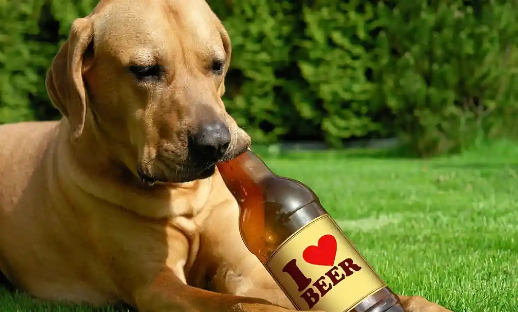 Why Do Dogs Like Alcohol? - Puppies Diary