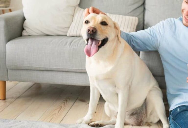 Why Does My Dog Scratch The Wall? Understanding The Behavior And ...