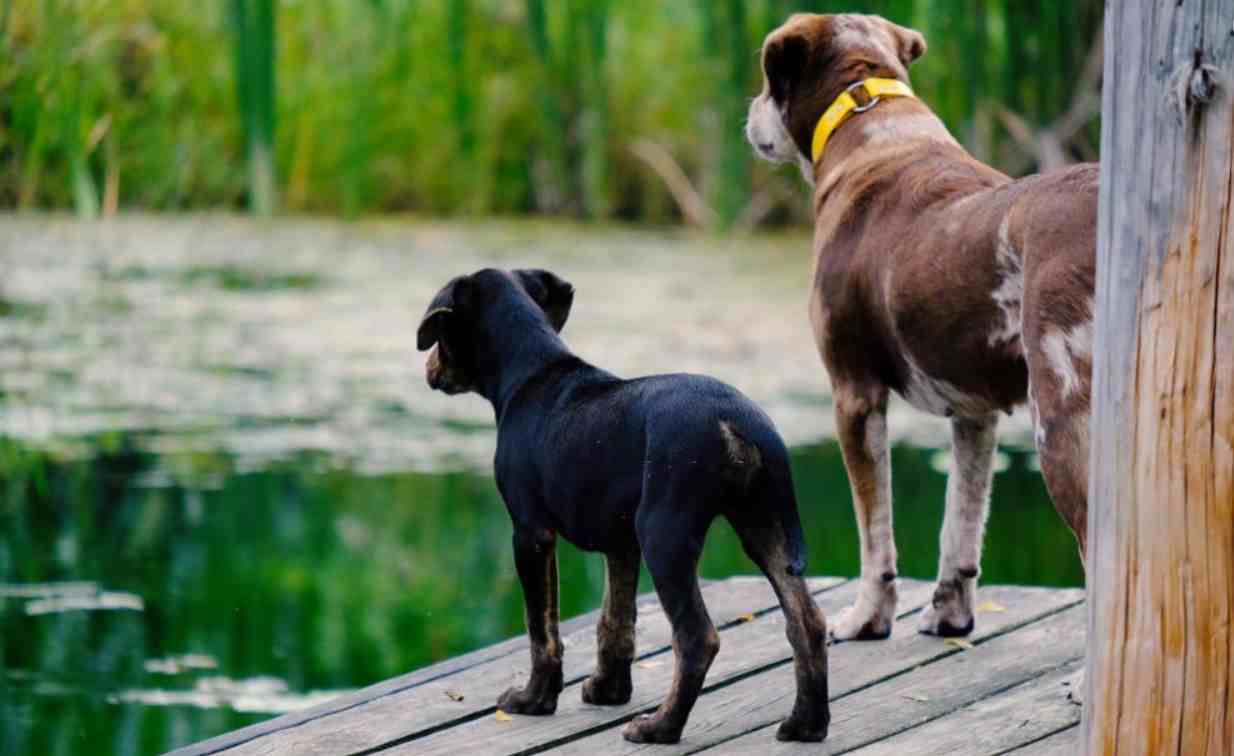 Will My Dog Stop Hissing At New Puppy? - Puppies Diary