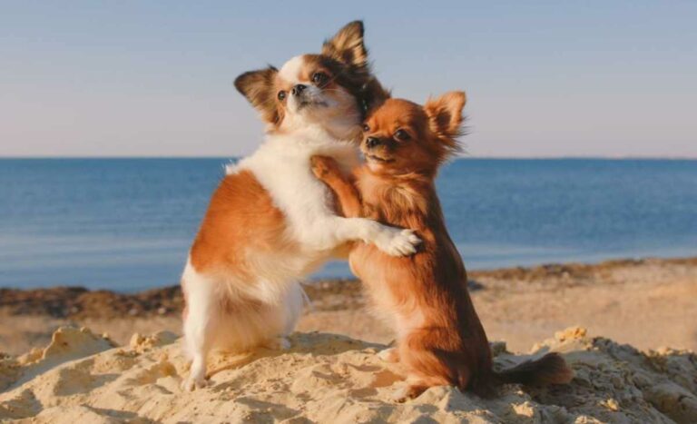 Will My Dog Stop Hissing At New Puppy? - Puppies Diary