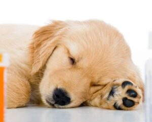 Can My Dog Get Addicted To Drugs? - Puppies Diary