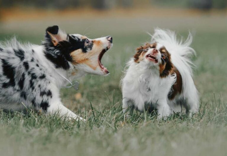 Will My Dog Stop Hissing At New Puppy? - Puppies Diary