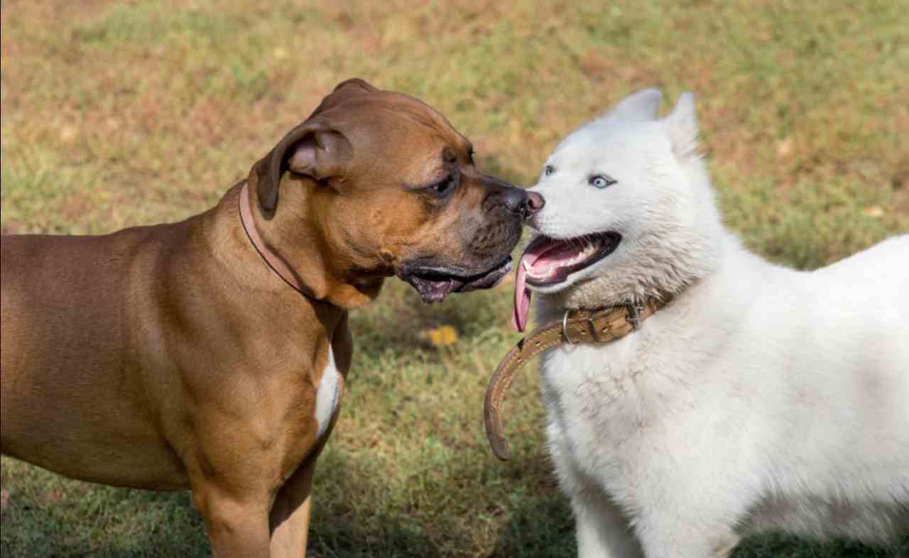 Will My Dog Stop Hissing At New Puppy? - Puppies Diary