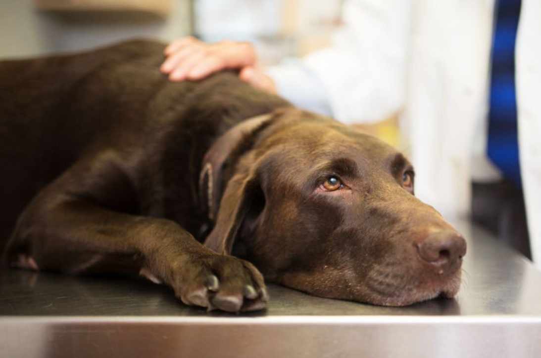 Can My Dog Get Addicted To Drugs? - Puppies Diary