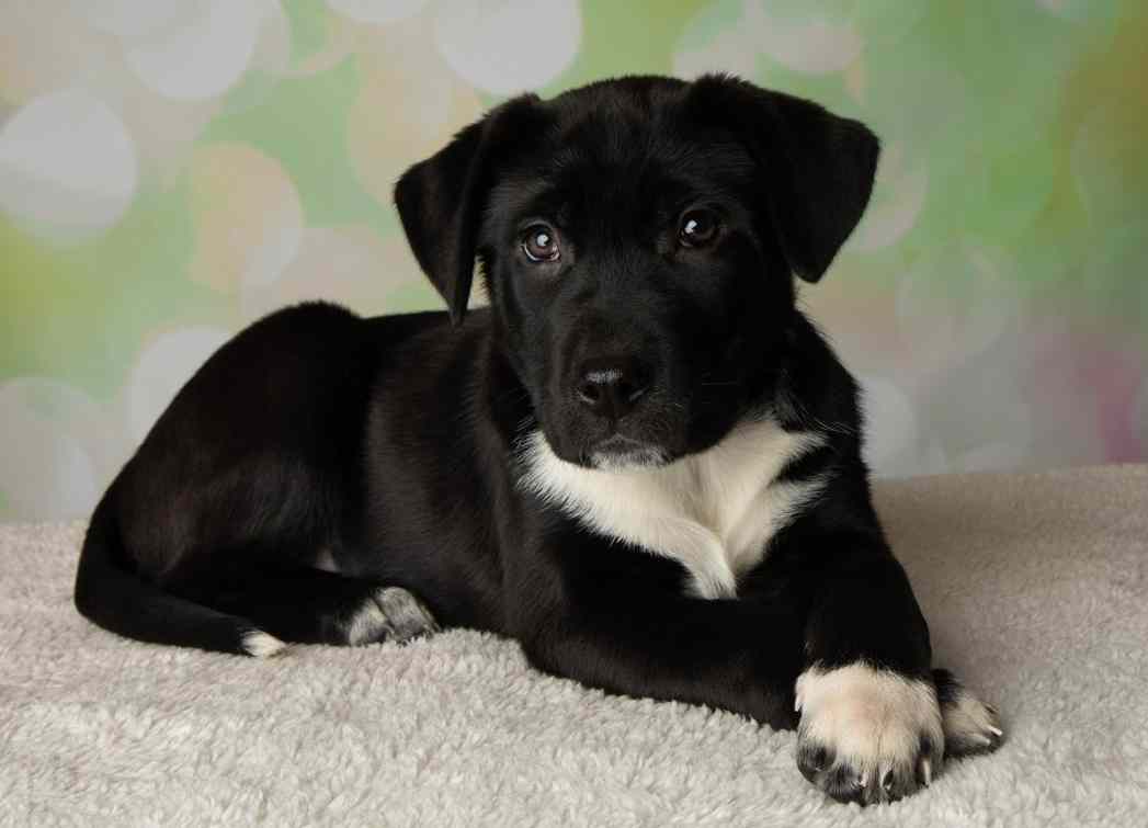 How Is A Black And White Lab Mixed Puppy? [Hidden Facts] - Puppies Diary