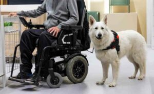10 Service Dog Breeds For Assisting People With Disabilities - Puppies ...