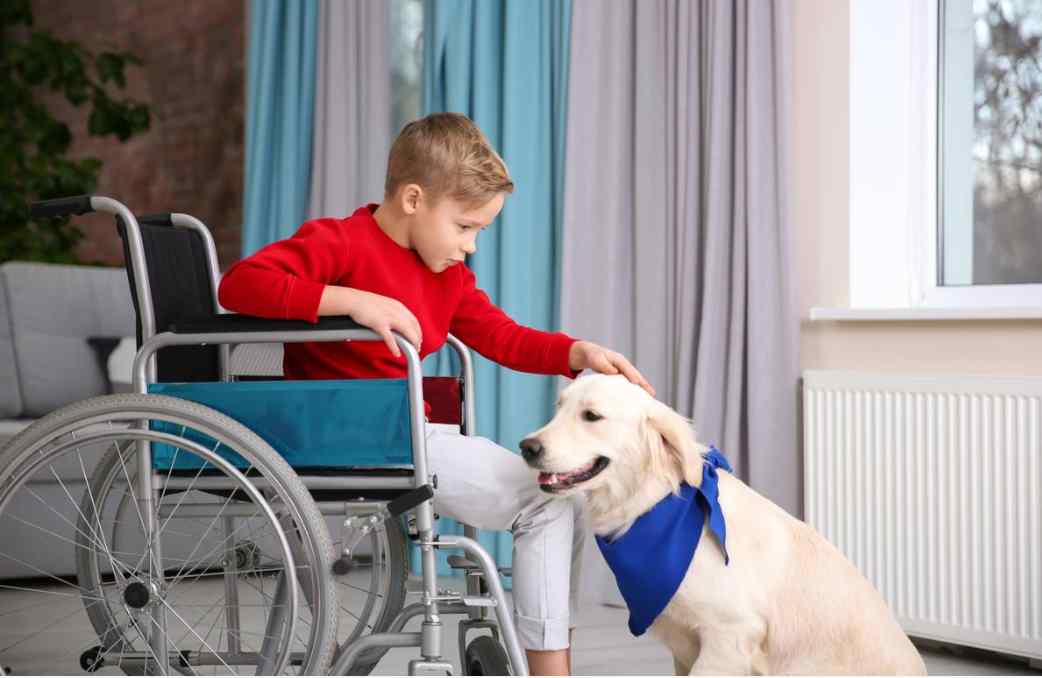 10 Service Dog Breeds For Assisting People With Disabilities - Puppies ...