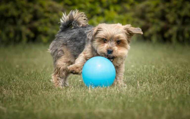 Why Puppies Are Scared Of Balloons - Puppies Diary