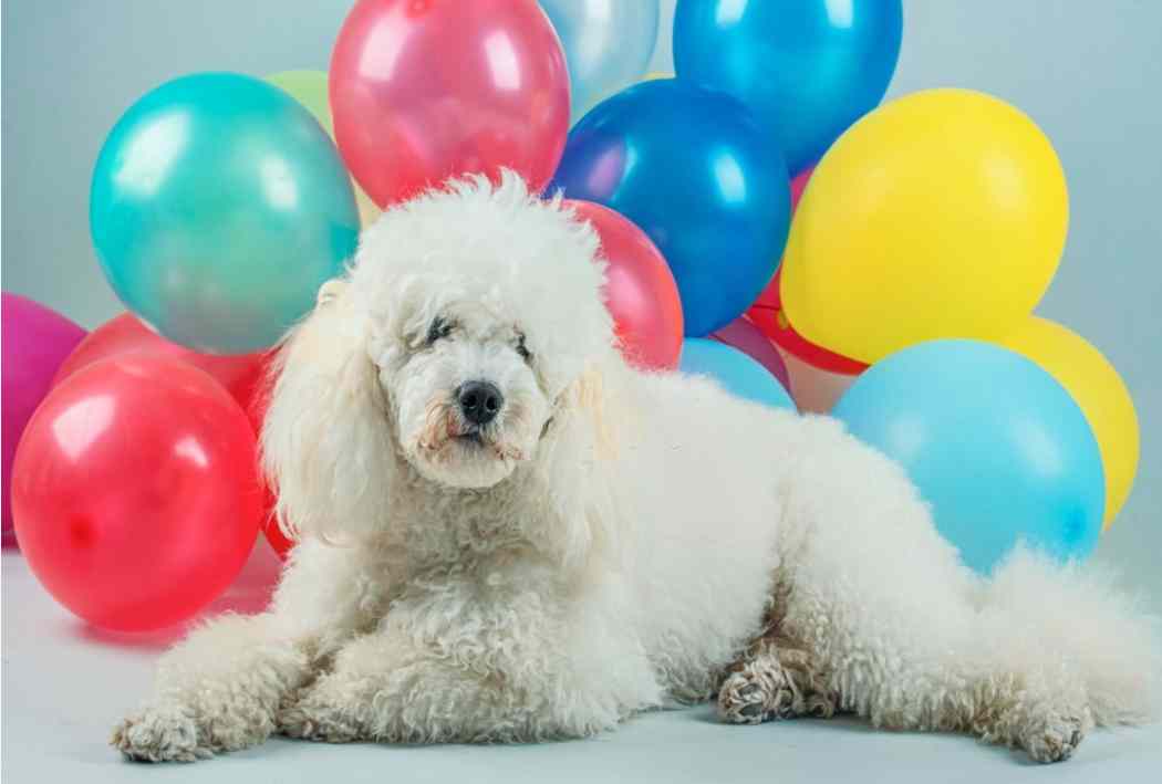 Why Puppies Are Scared Of Balloons - Puppies Diary