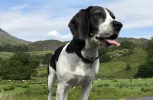 Characteristics And Life Expectancy Of Beagle Cocker Spaniel Mix ...