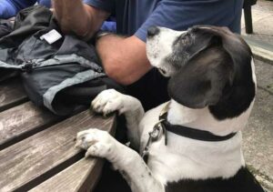 Characteristics And Life Expectancy Of Beagle Cocker Spaniel Mix ...