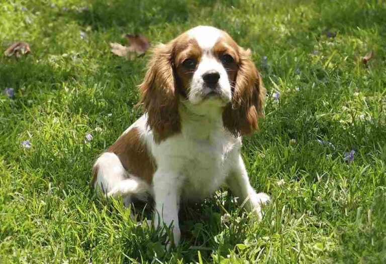 Characteristics And Life Expectancy Of Beagle Cocker Spaniel Mix ...
