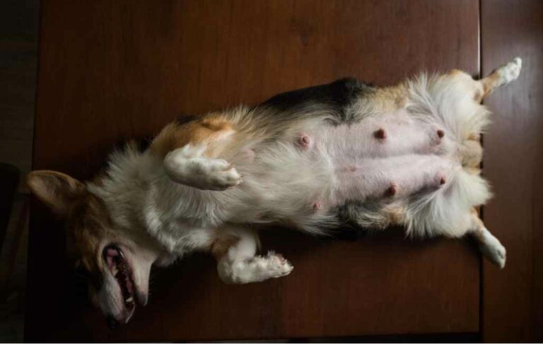 12 Clear Signs Your Dog's Labor Is Imminent - Puppies Diary