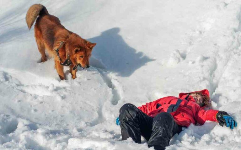 The Lifesaving Power Of Search And Rescue Dogs (SAR) - Puppies Diary