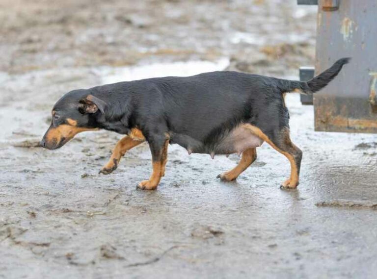 12 Clear Signs Your Dog's Labor Is Imminent - Puppies Diary