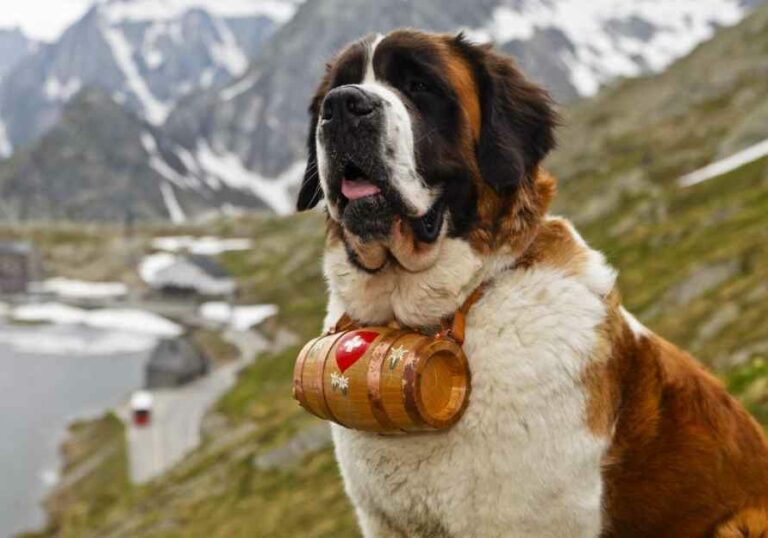 The Lifesaving Power Of Search And Rescue Dogs (SAR) - Puppies Diary