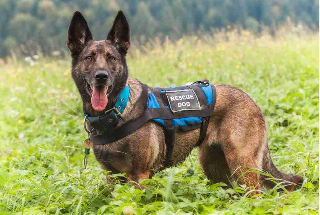 The Lifesaving Power Of Search And Rescue Dogs (SAR) - Puppies Diary