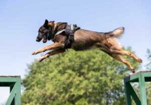 The Lifesaving Power Of Search And Rescue Dogs (SAR) - Puppies Diary