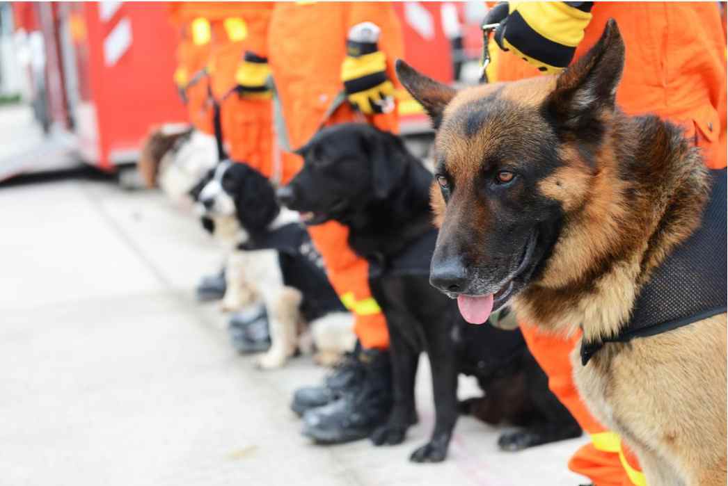 The Lifesaving Power Of Search And Rescue Dogs (SAR) - Puppies Diary