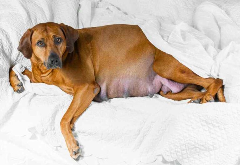 12 Clear Signs Your Dog's Labor Is Imminent - Puppies Diary
