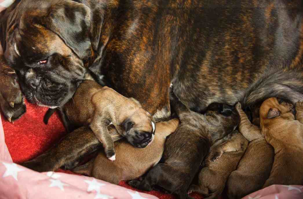 12 Clear Signs Your Dog's Labor Is Imminent - Puppies Diary