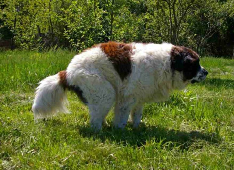 Understanding The Dog Constipation Symptoms, Diagnosis, And Treatment ...