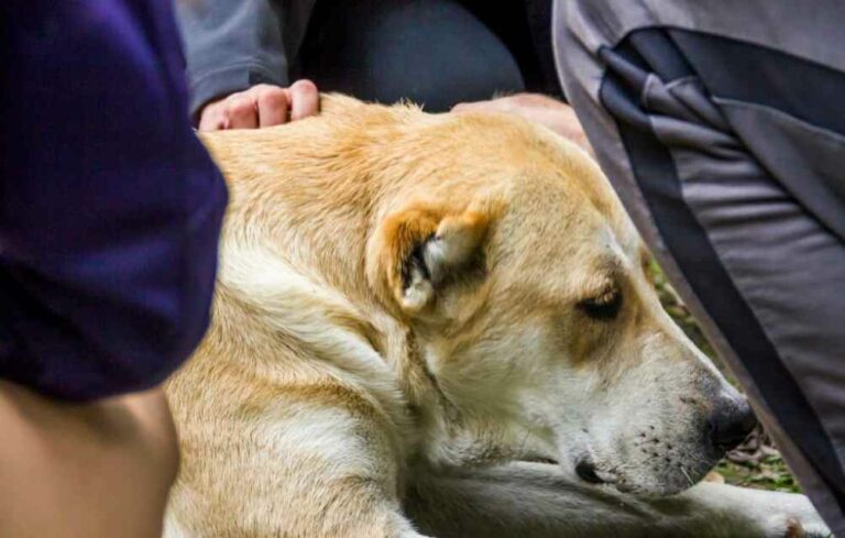 Canine Epilepsy Symptoms, Stages, Diagnosis, And Treatment Process [Vet ...